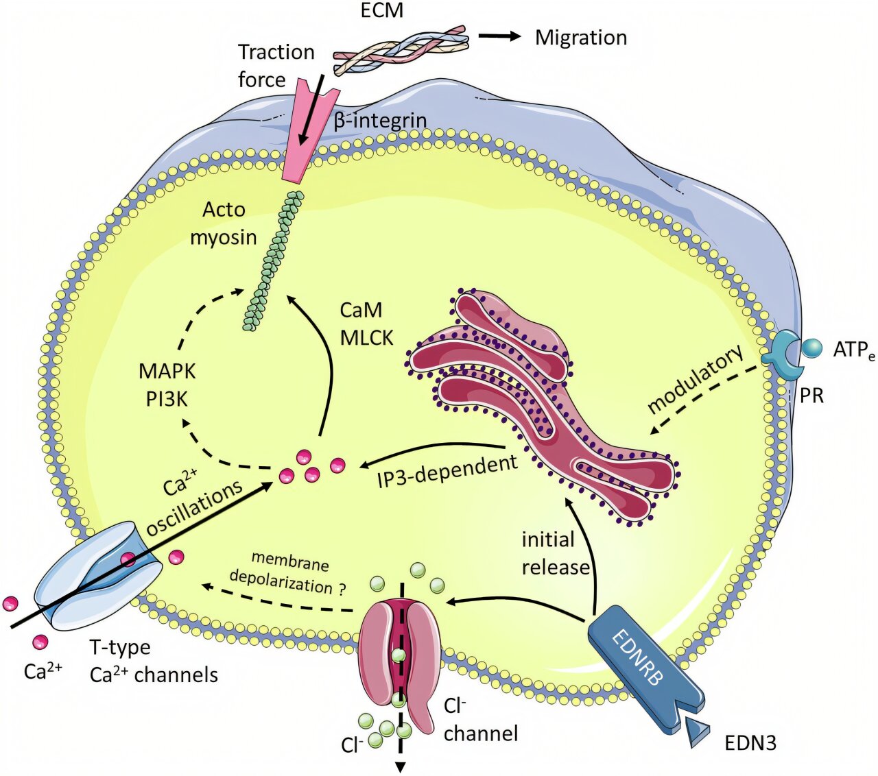 Neural crest cells: Miniature electric muscles that colonize embryonic ...