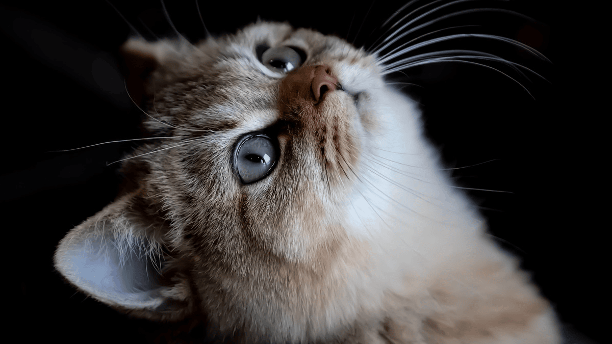 9 subtle signs of spiritual protection your cat might be detecting