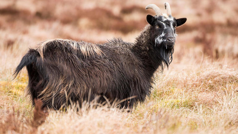 Fresh try for a bill to protect wild goat herd