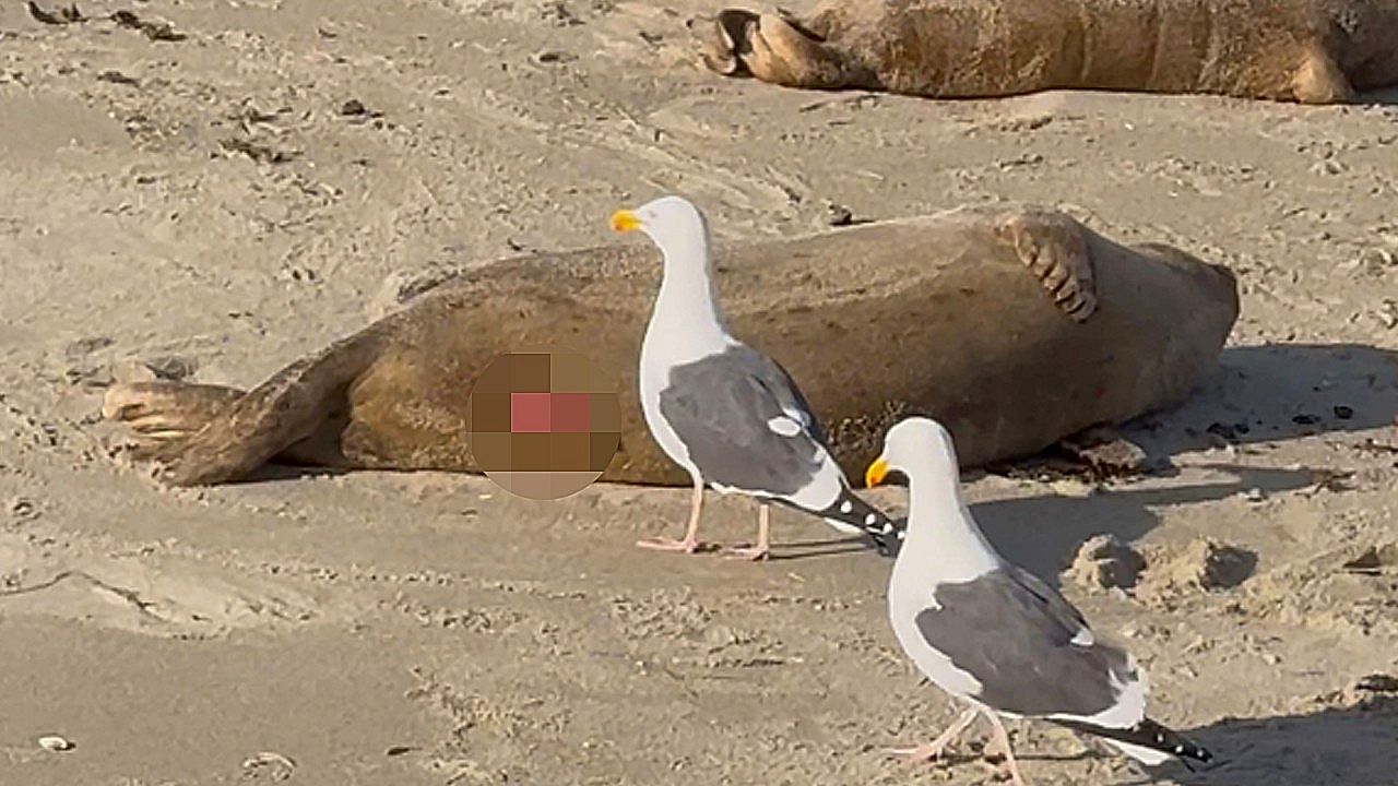 Seagull's curiosity sparks an unexpected encounter with a seal