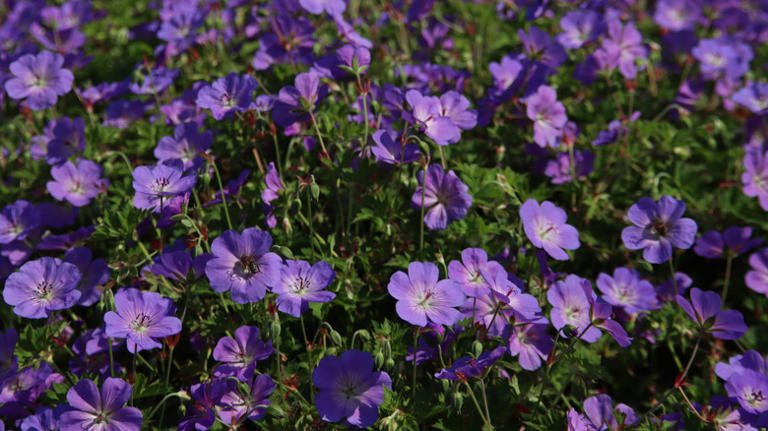 You can't deny the power of geranium Rozanne: Why gardeners love it