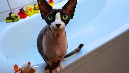 Hairless cat takes elaborate bubble baths every Sunday night