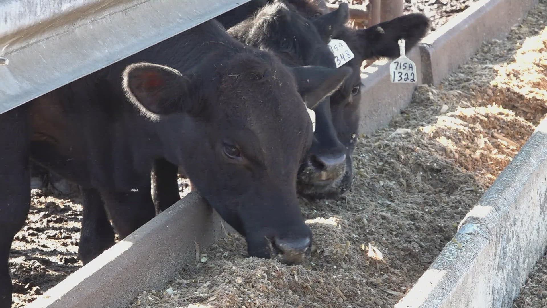 US cattle herds hit lowest levels in 75 years, USDA reports