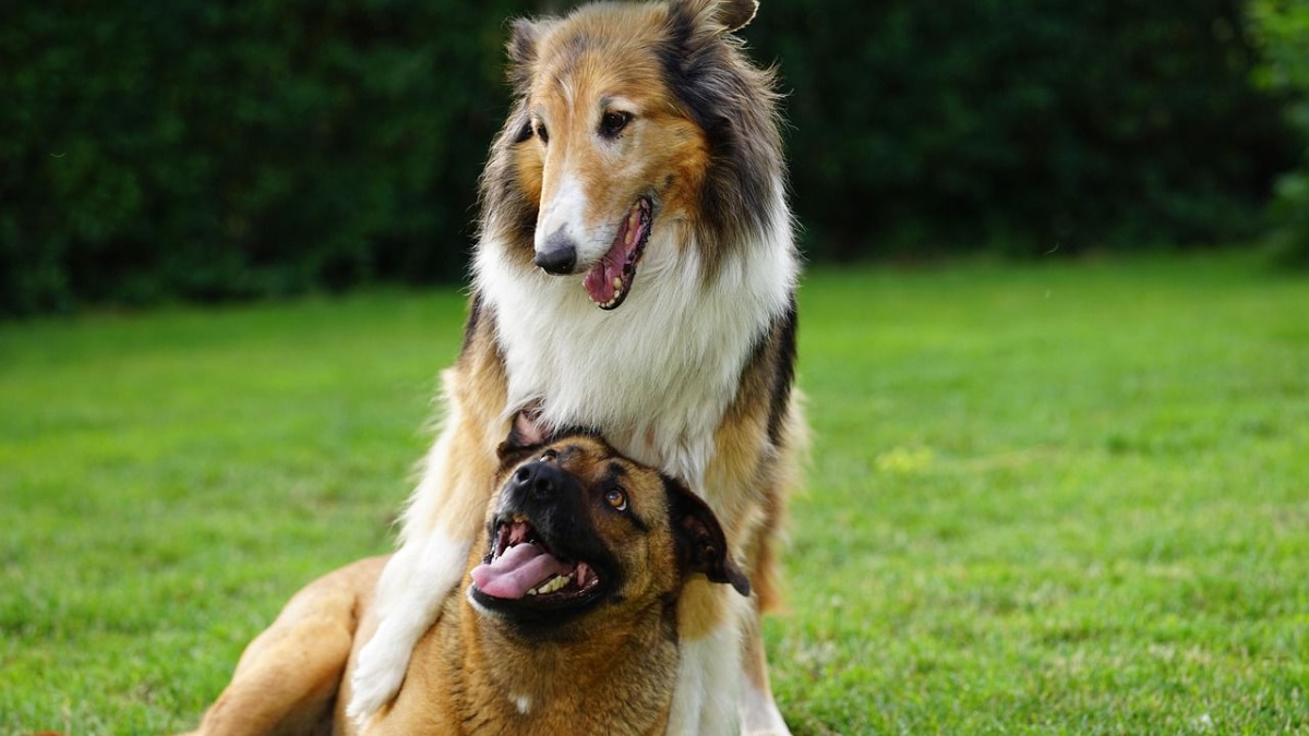 Why your dog may suddenly pull away from you