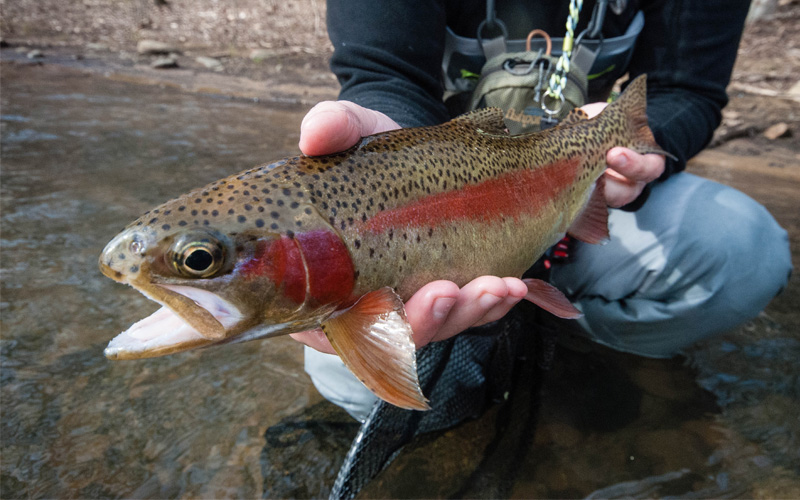 When does TWRA start spring trout stocking in East Tennessee?