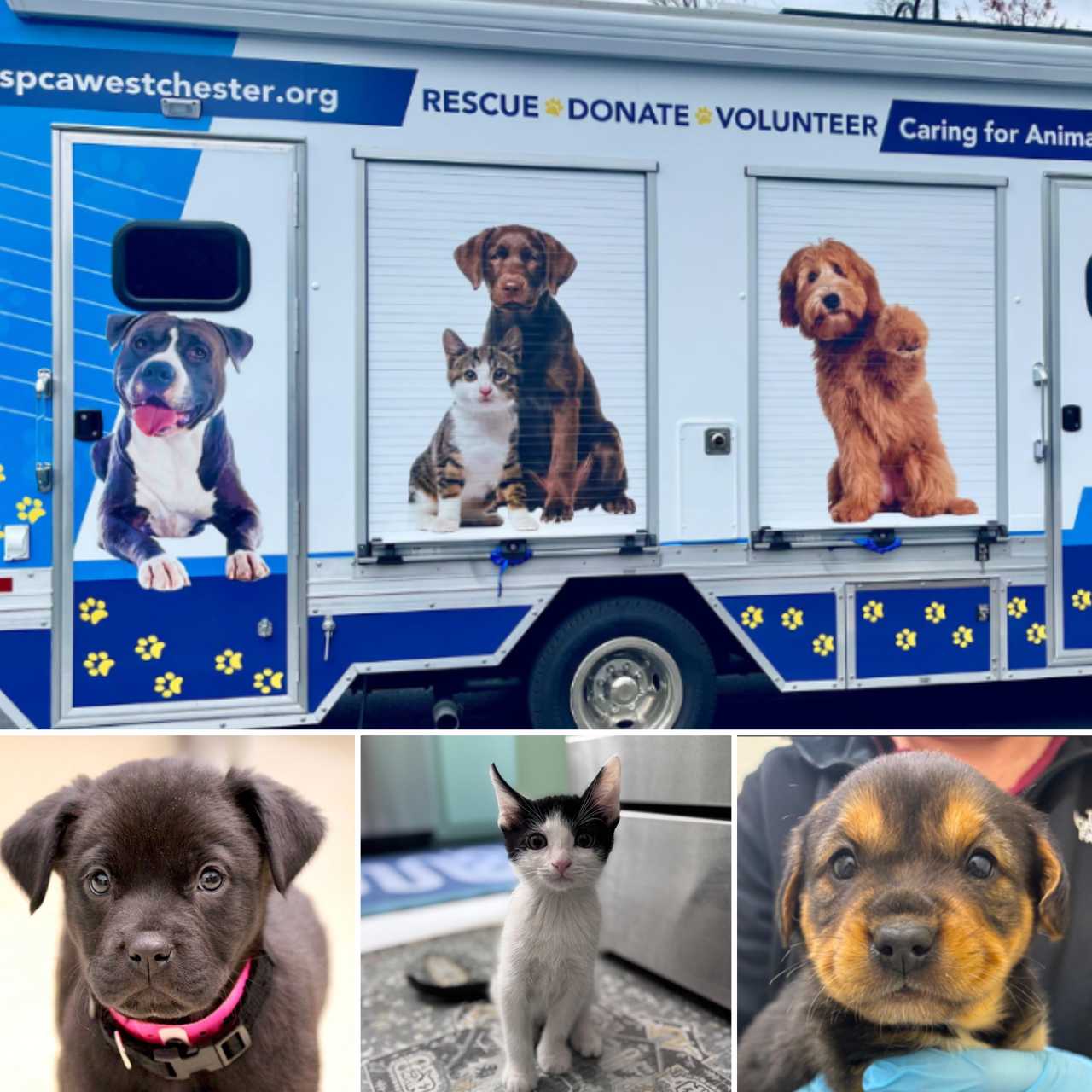 SPCA mobile adoption coming to Bedford Post Inn