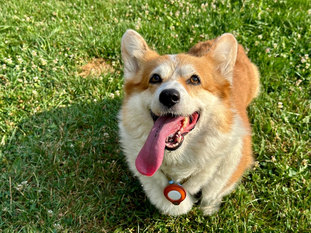Corgi abandons dog show 'for the fans' and we're loving it