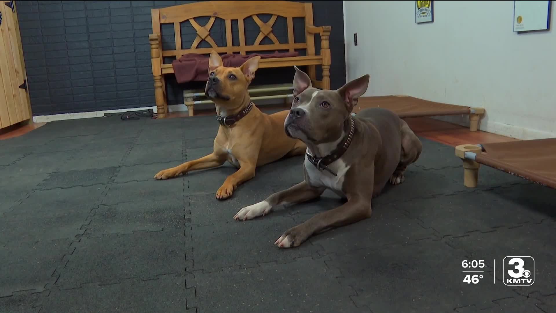 Council Bluffs may reconsider 20-year pit bull ban under new mayor