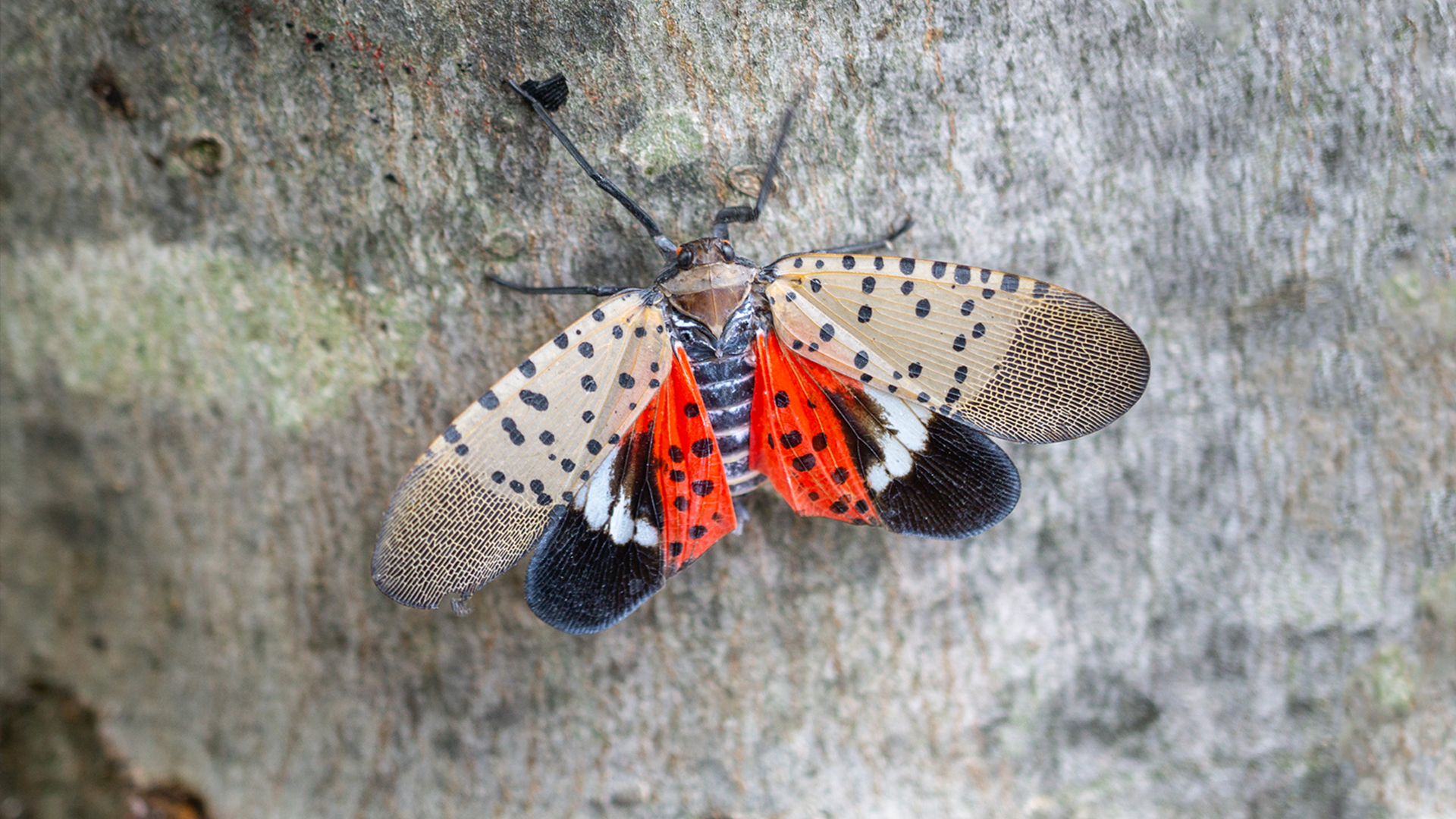 Invasive spotted lanternfly spreads to 3 more North Carolina counties ...