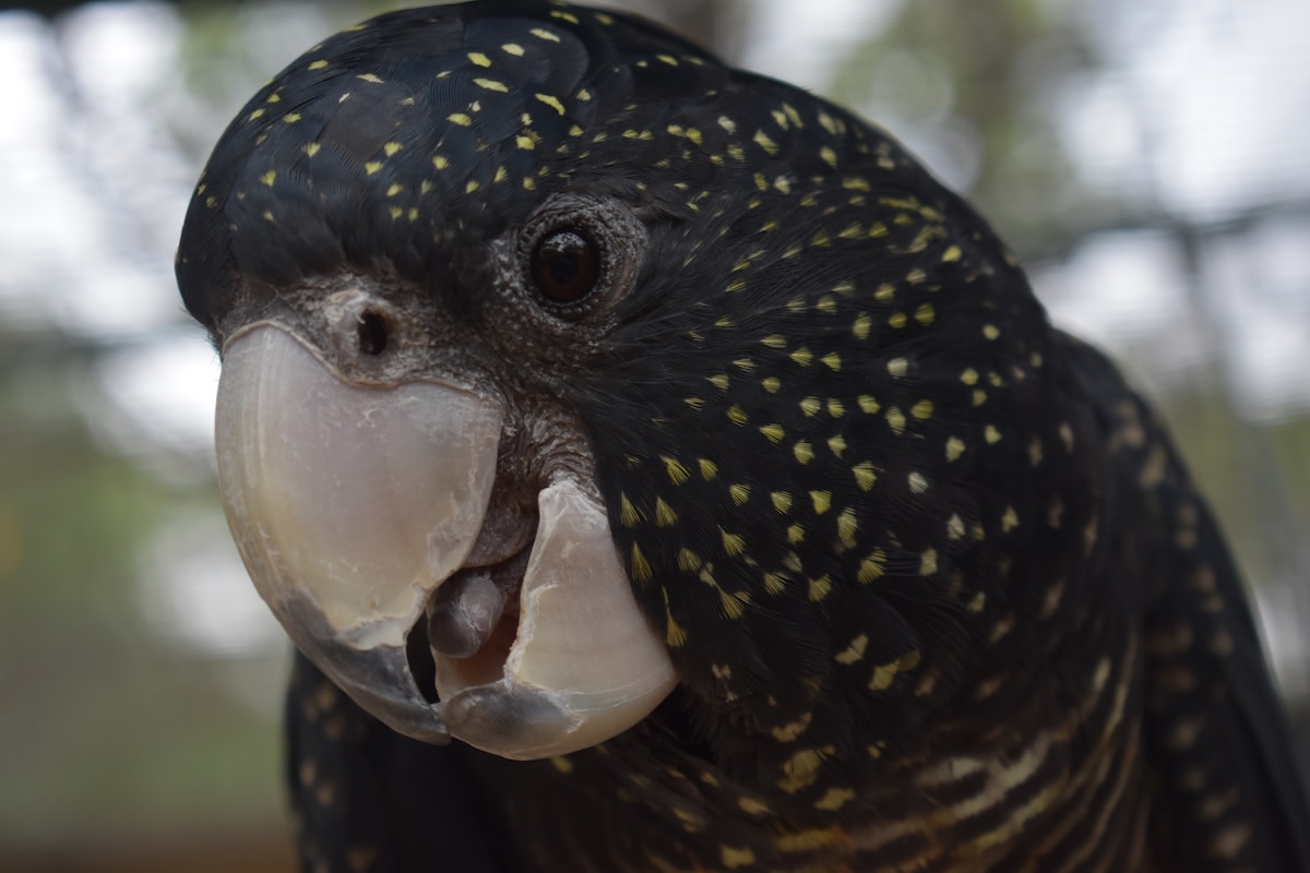 One-legged goth cockatoo 'chooses' new mom in the sweetest moment