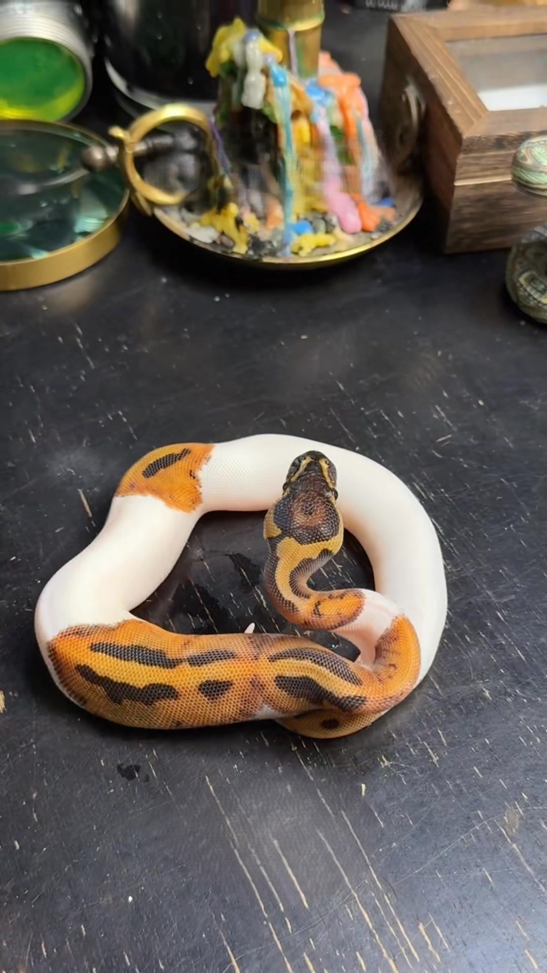 This snake wasn’t letting go!