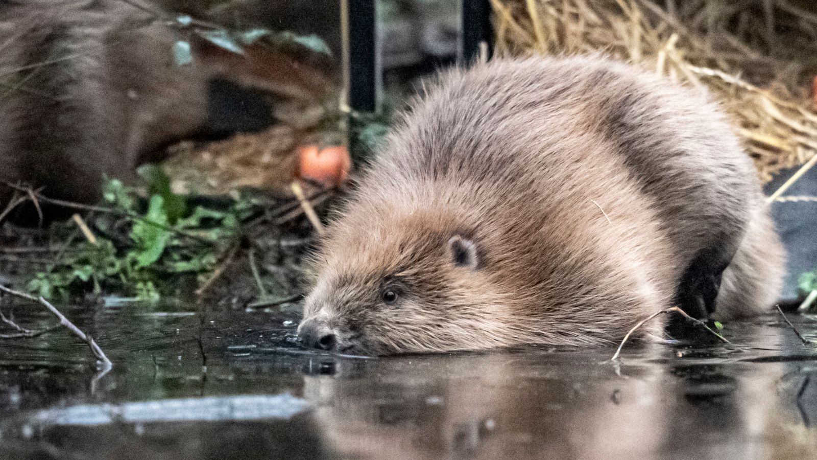 'Extraordinary' beavers deployed to help 'restore nature'
