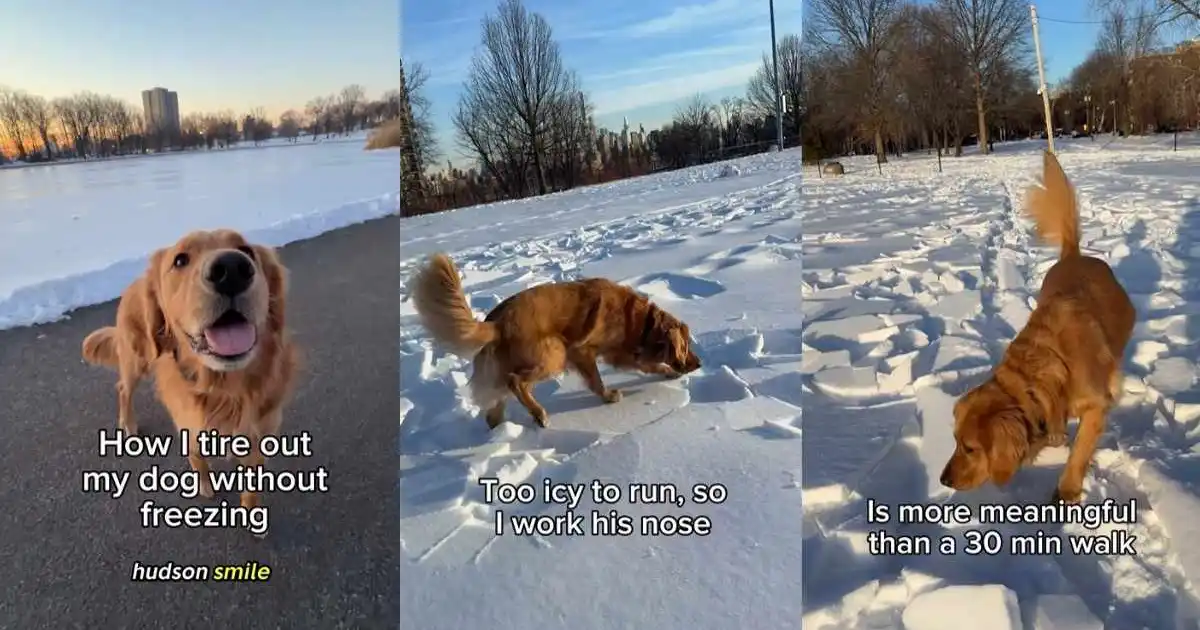 Video: Golden retriever's walk gets extra enriching thanks to this ...