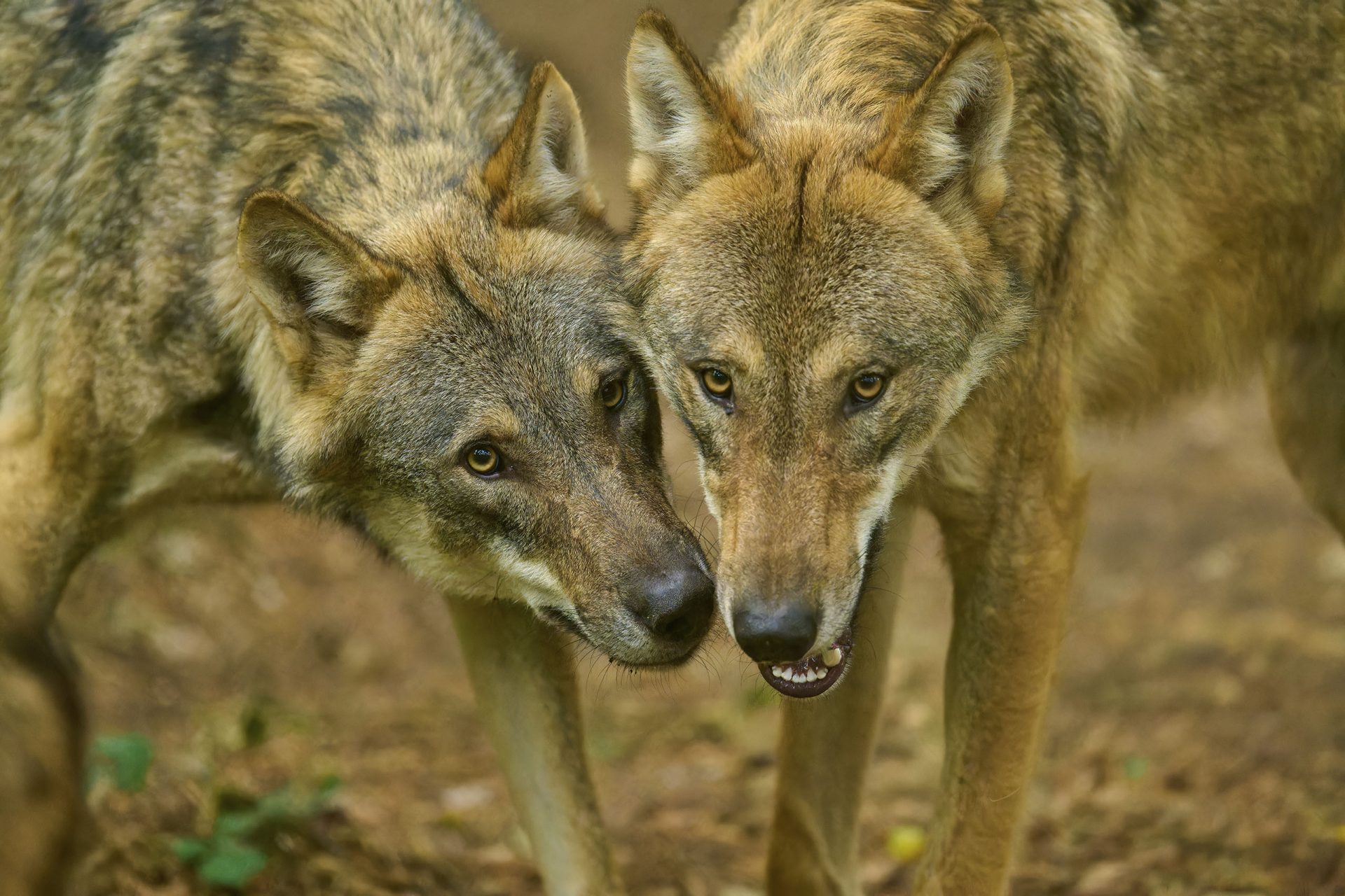 Enduring love in the animal kingdom: Lifelong pairs