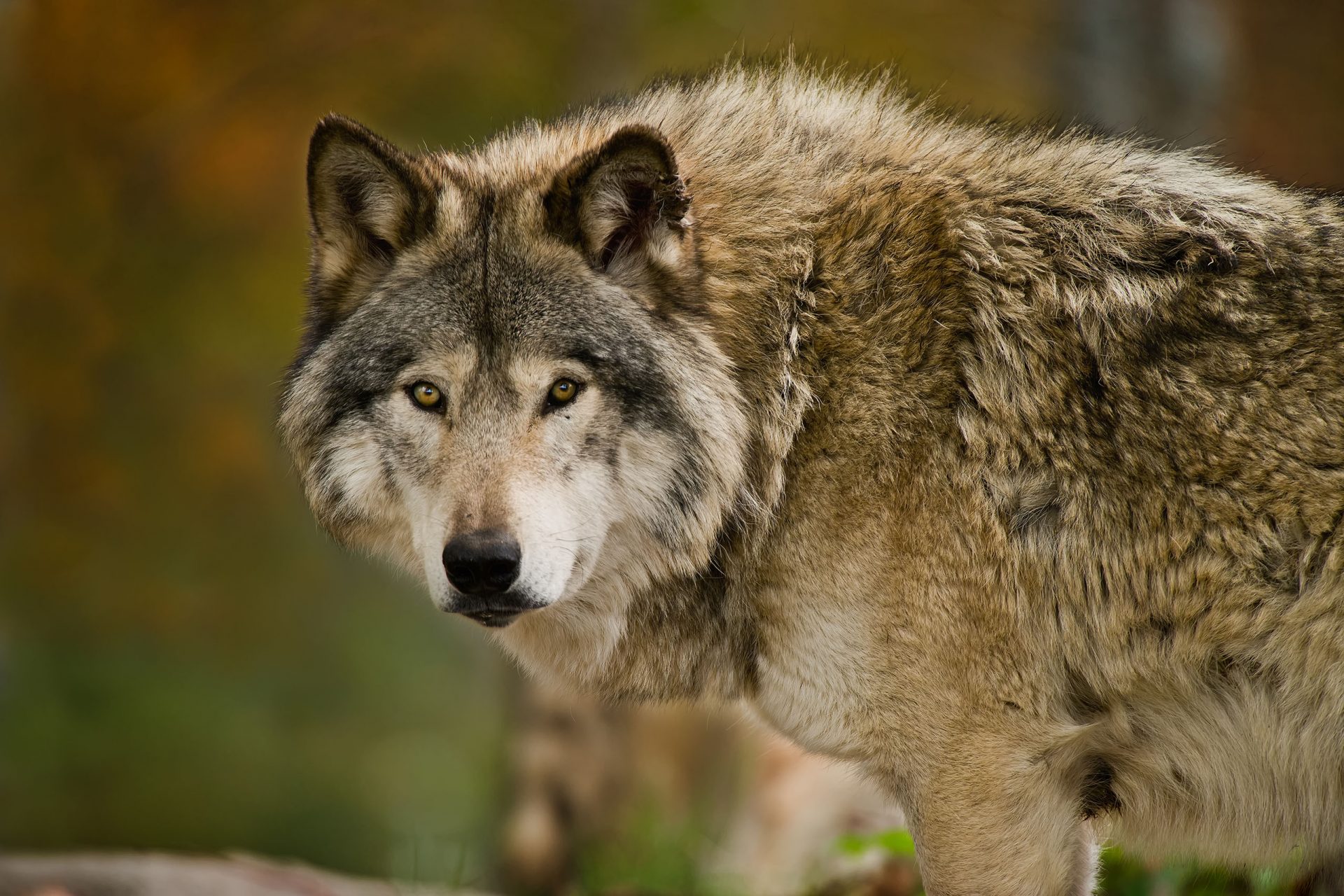 Wolves in Europe: Are they a threat or a threatened species?