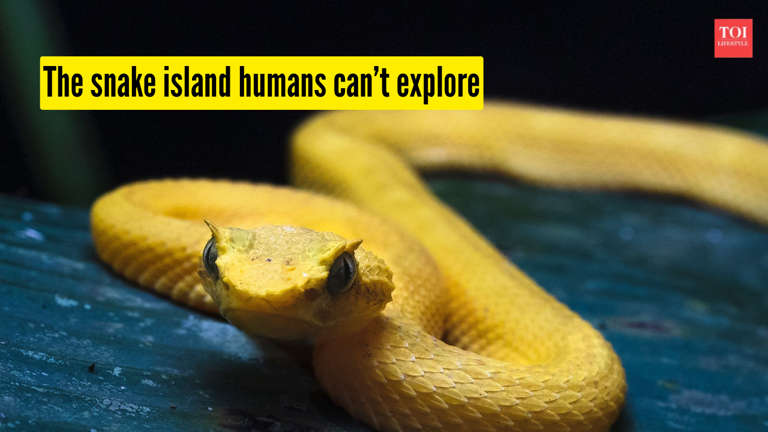 The island so full of venomous snakes that humans are barely allowed to ...