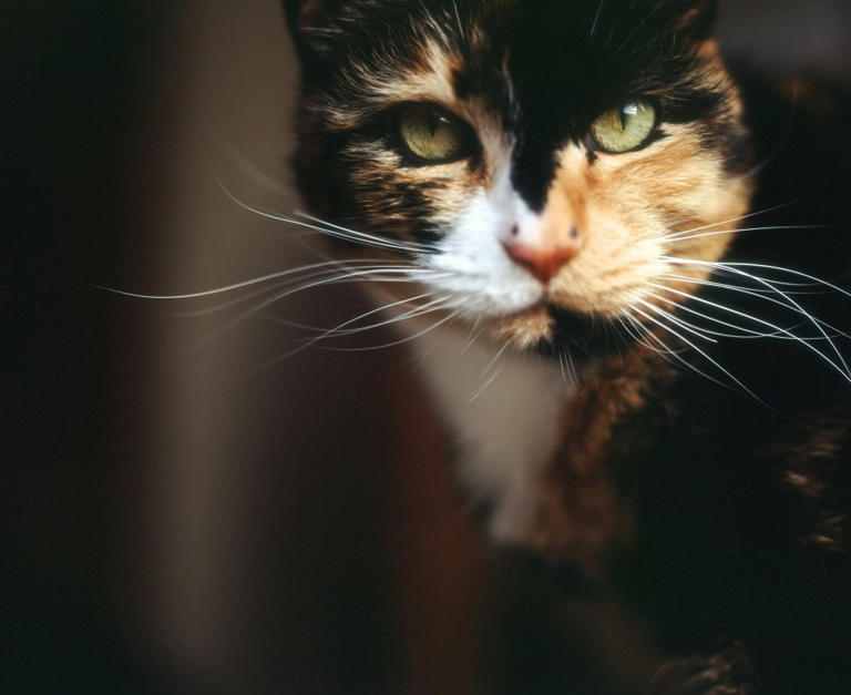 Gigantic calico cat looks like she's missing pants with a 'Winnie the ...