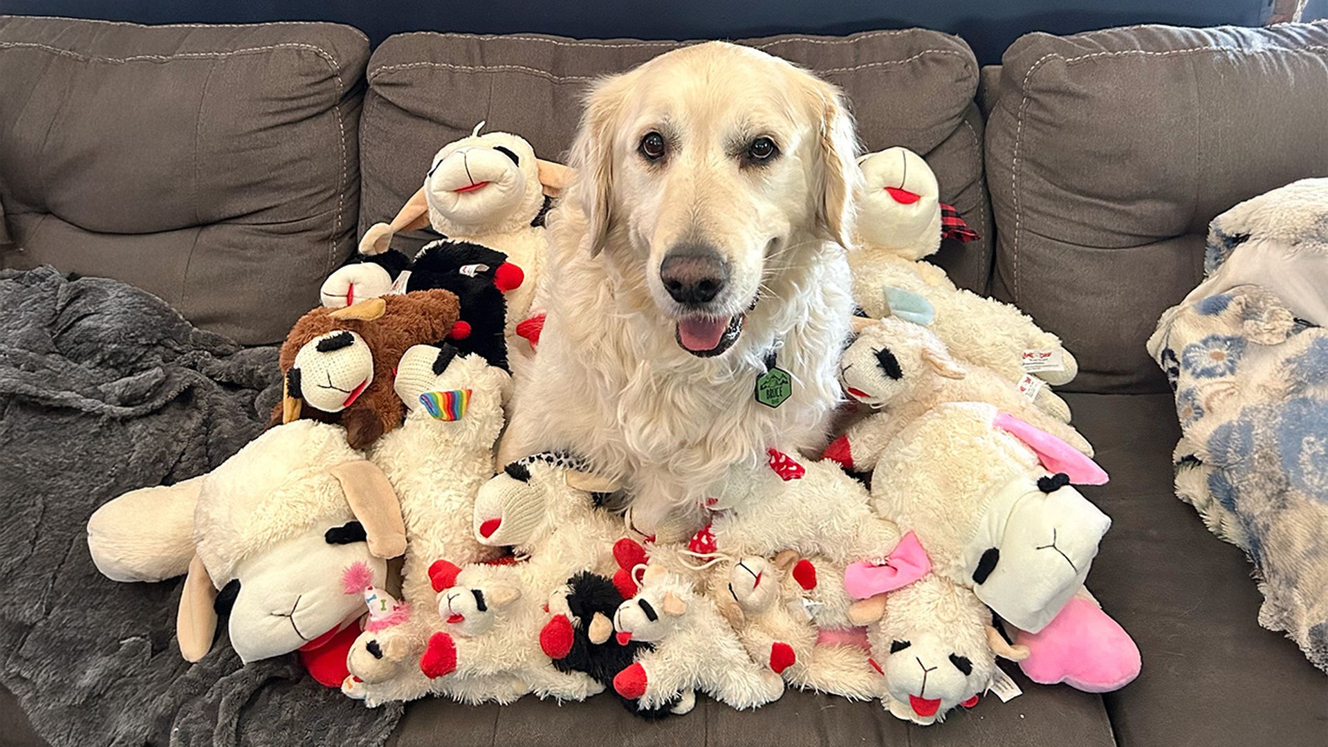 Rescued golden retriever needs 15 lambies to feel safe