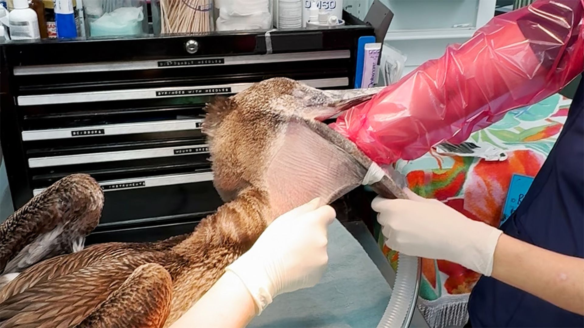 Pelican with a hook in his mouth gets rescued