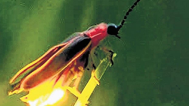 Magical glow of fireflies fades with changes to Telangana's ecology