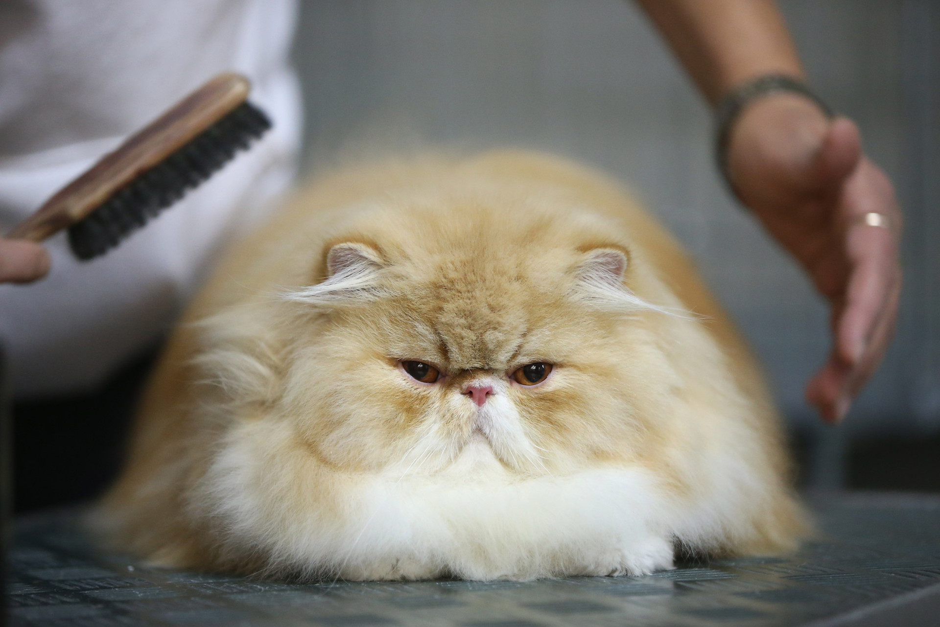 The best cat for you, based on your zodiac sign