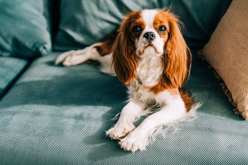 Dog breeds with shortest lifespans—one often doesn't reach its 5th birthday