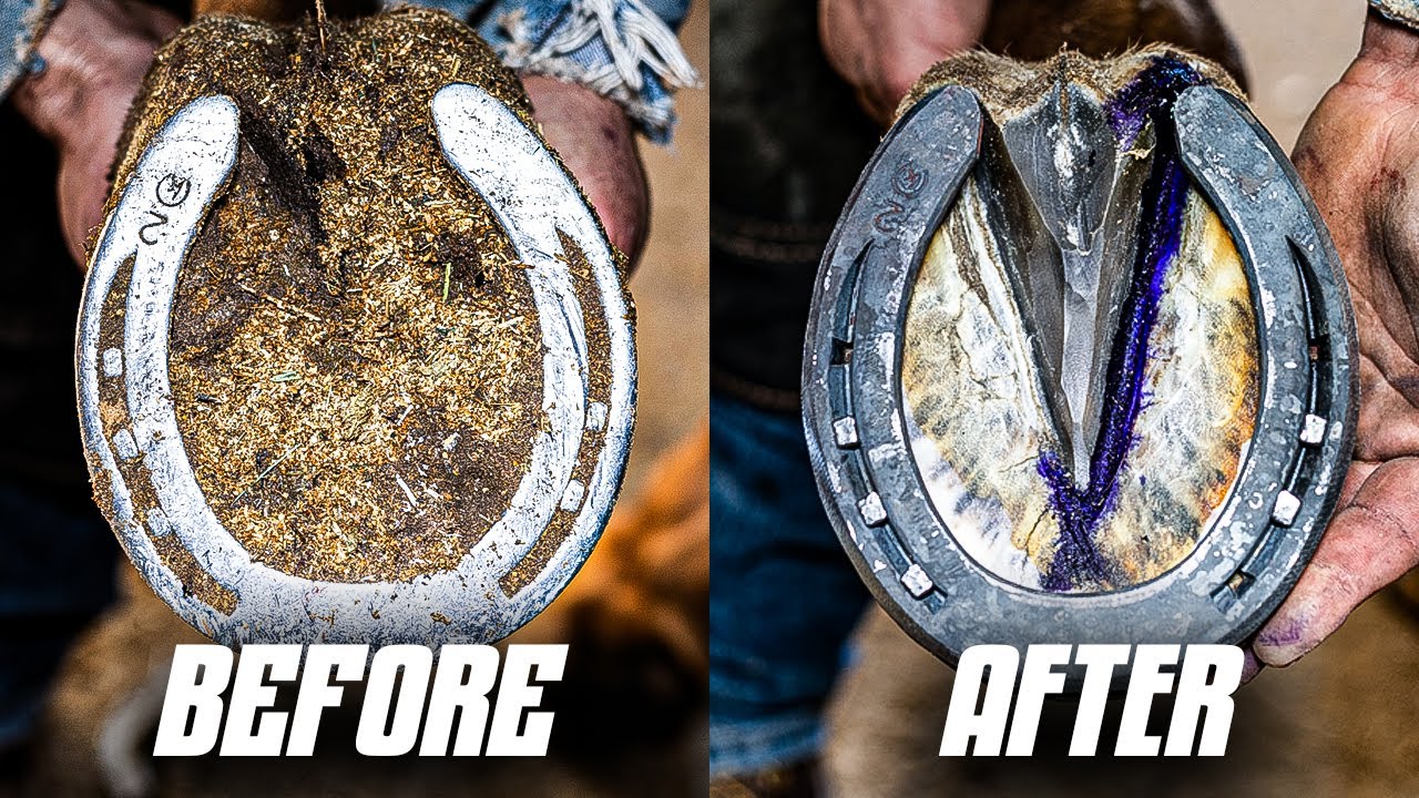 From overgrown to perfect horse hoof transformation