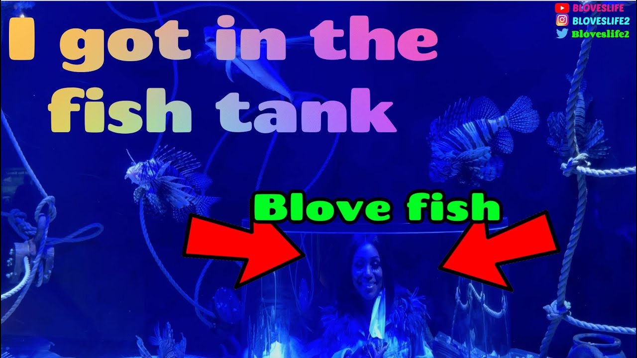 Fish tank adventure at the aquarium