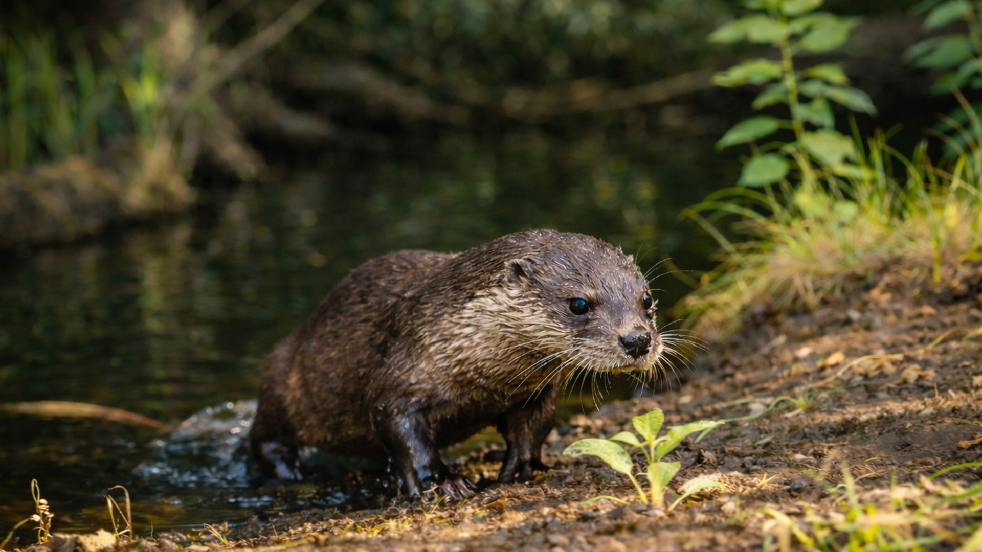This river spot attracted more animals than expected