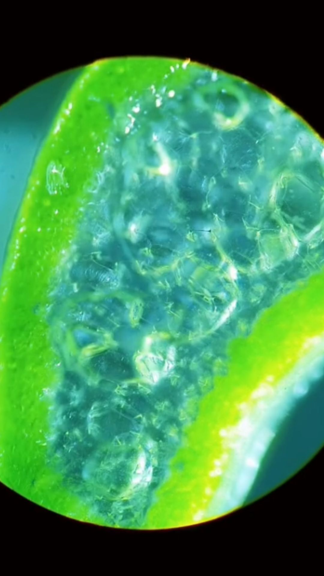 Aloe vera under the microscope! A closer look