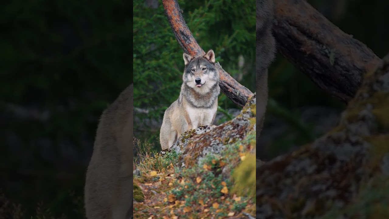Gray wolf shows raw beauty in the wild