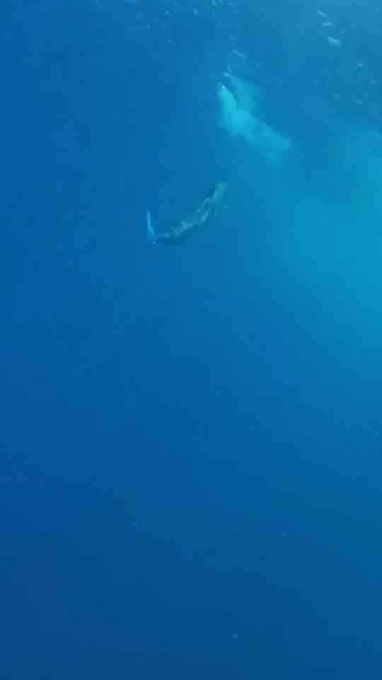 Troll cam captures angry marlin!