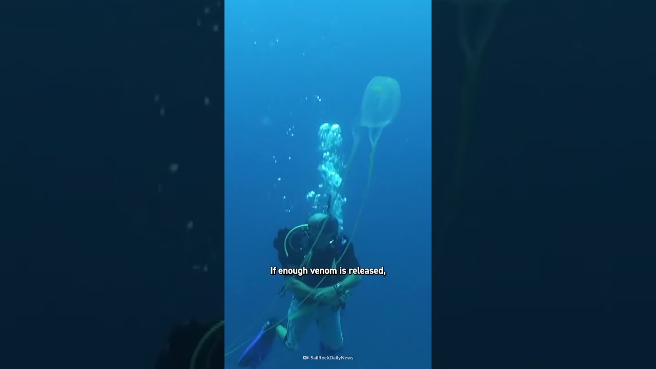 Discover the first aid steps to survive a box jellyfish sting