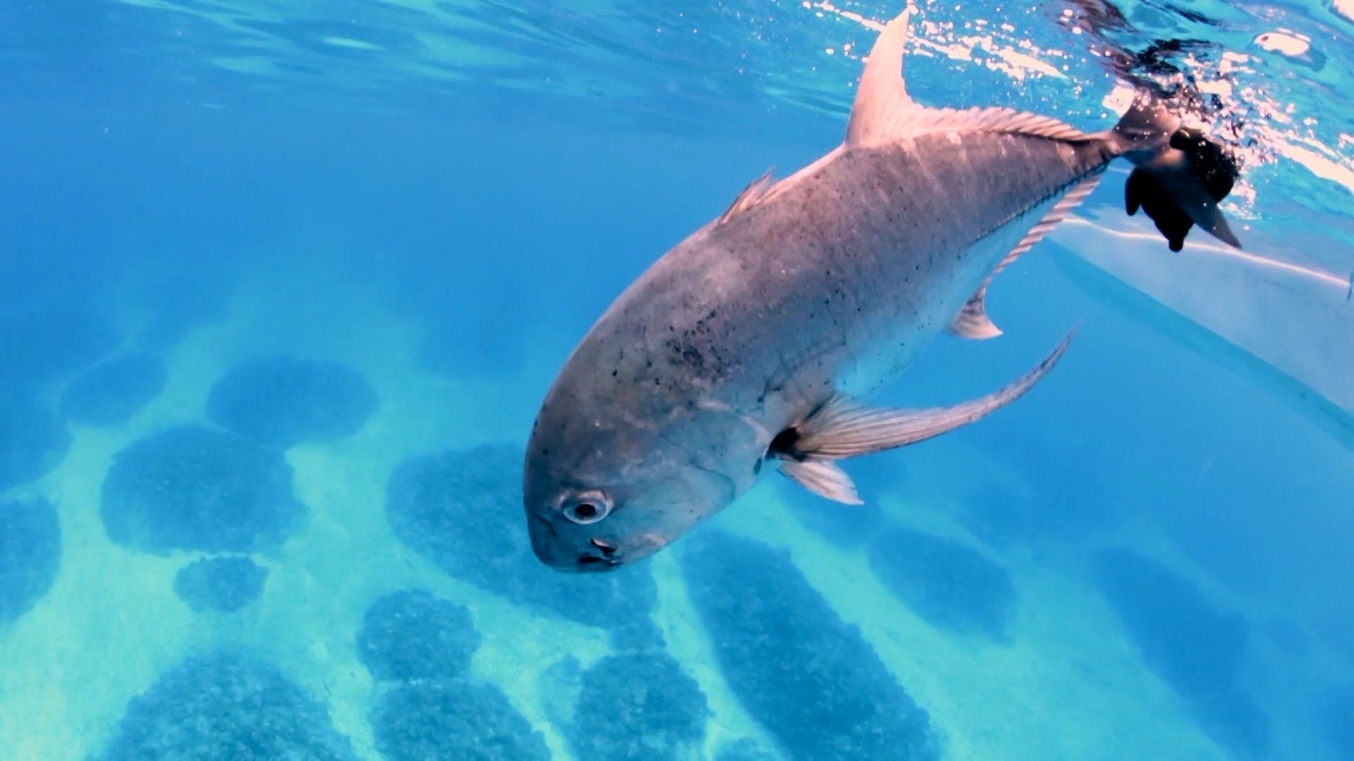 A global hunt for monster fish across remote waters (2 of 2)