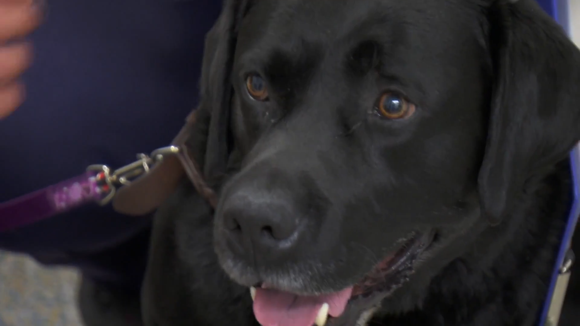 Three-legged dog was on death row – and then life tested him again