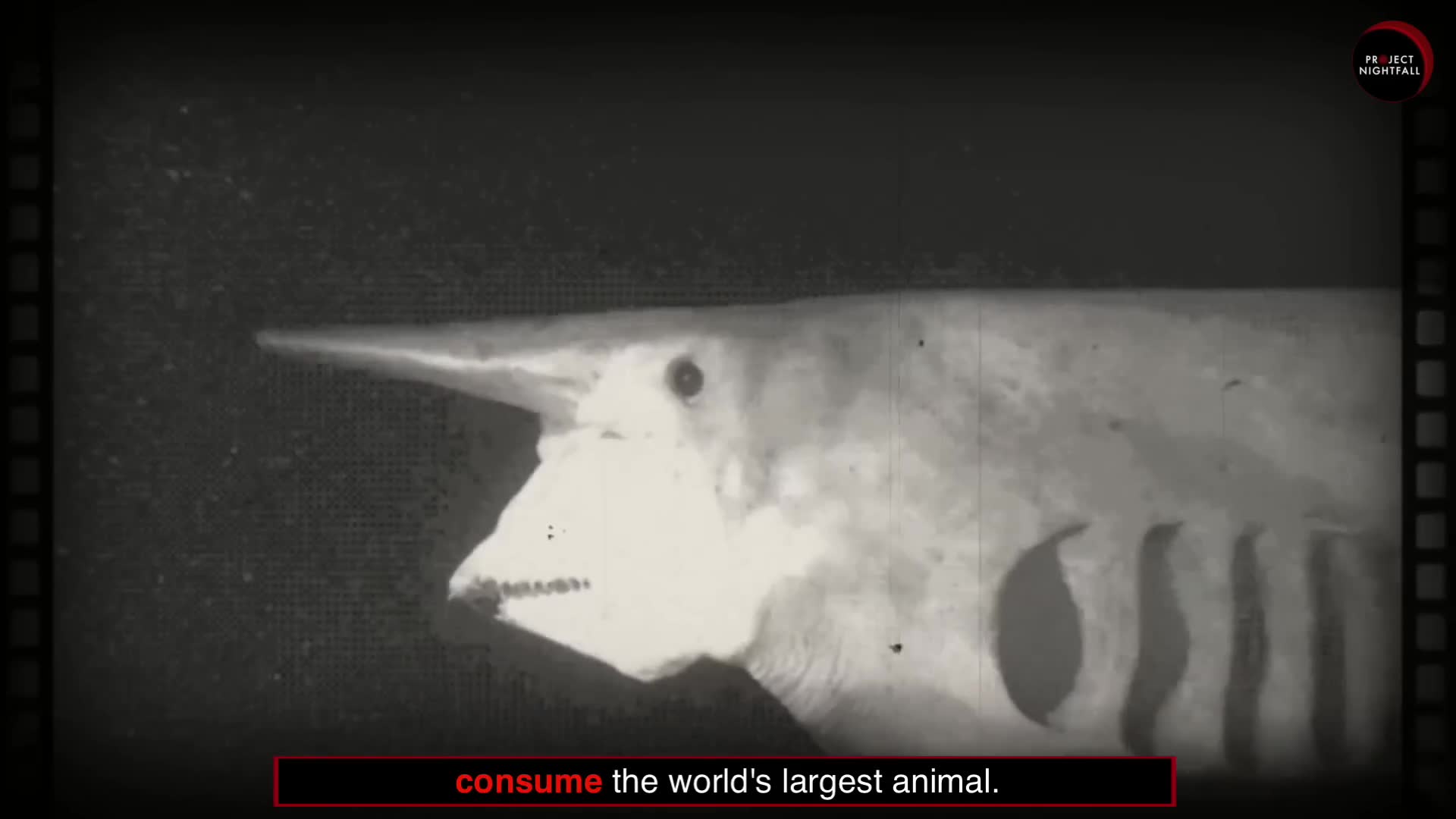 Getting attacked by deadly sea creatures caught on camera