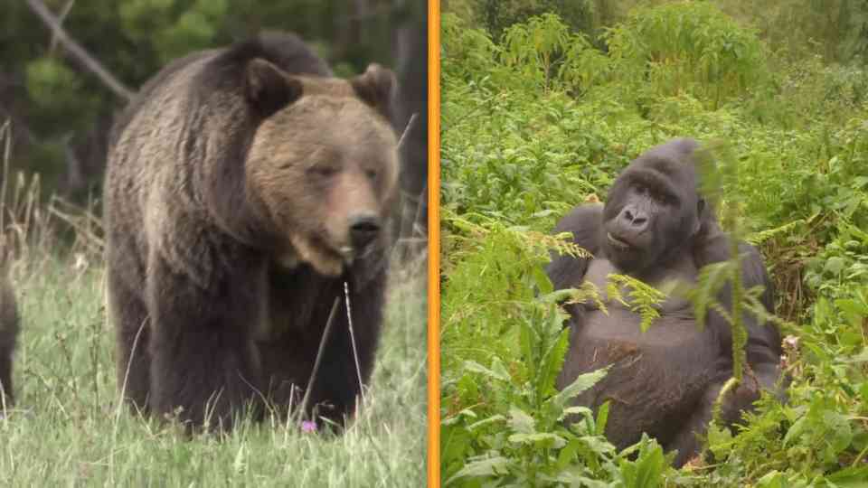 Silverback gorilla vs grizzly bear strength and mass compared