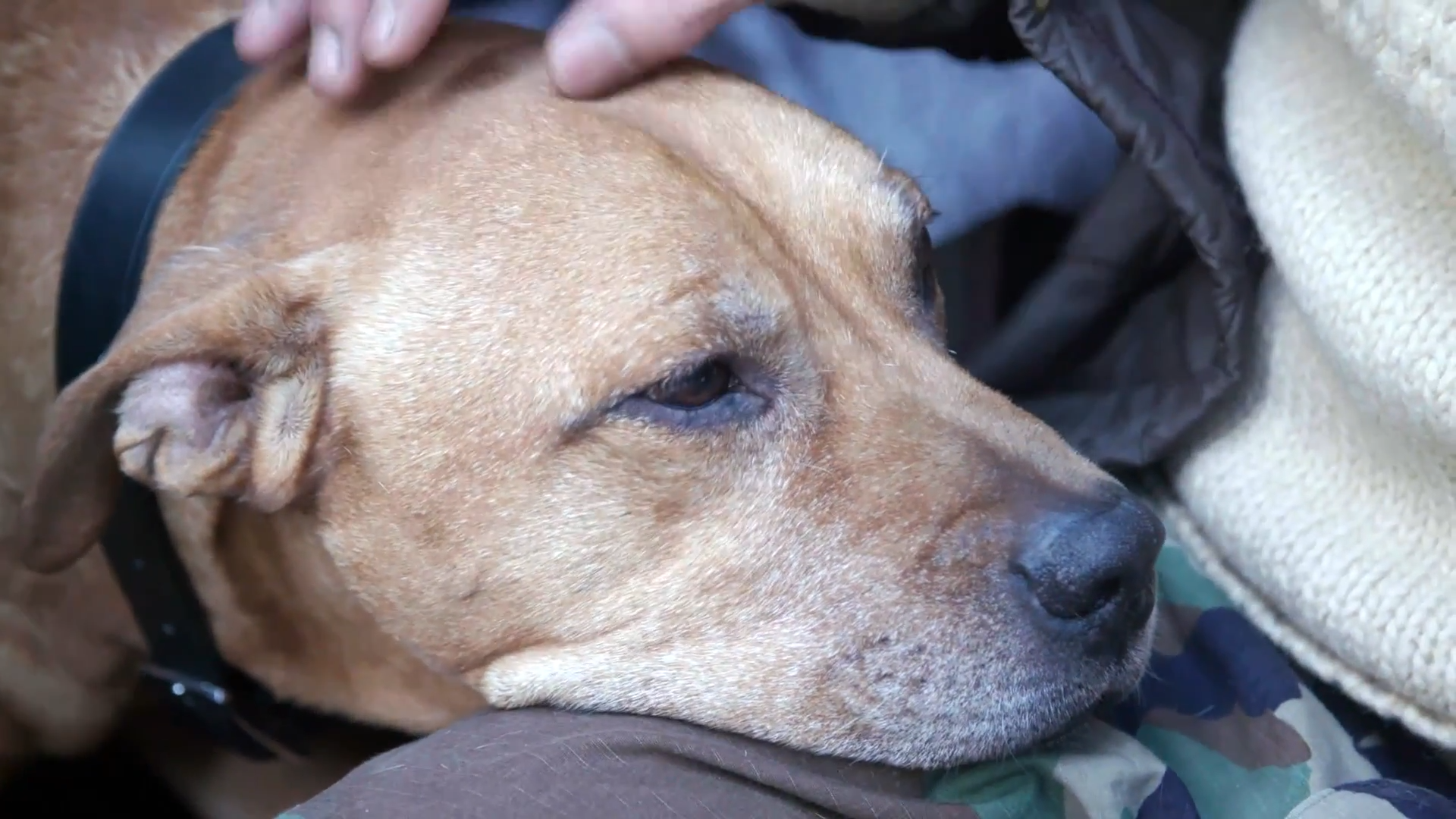 He looked at me like it was okay - a goodbye no dog owner is ready for