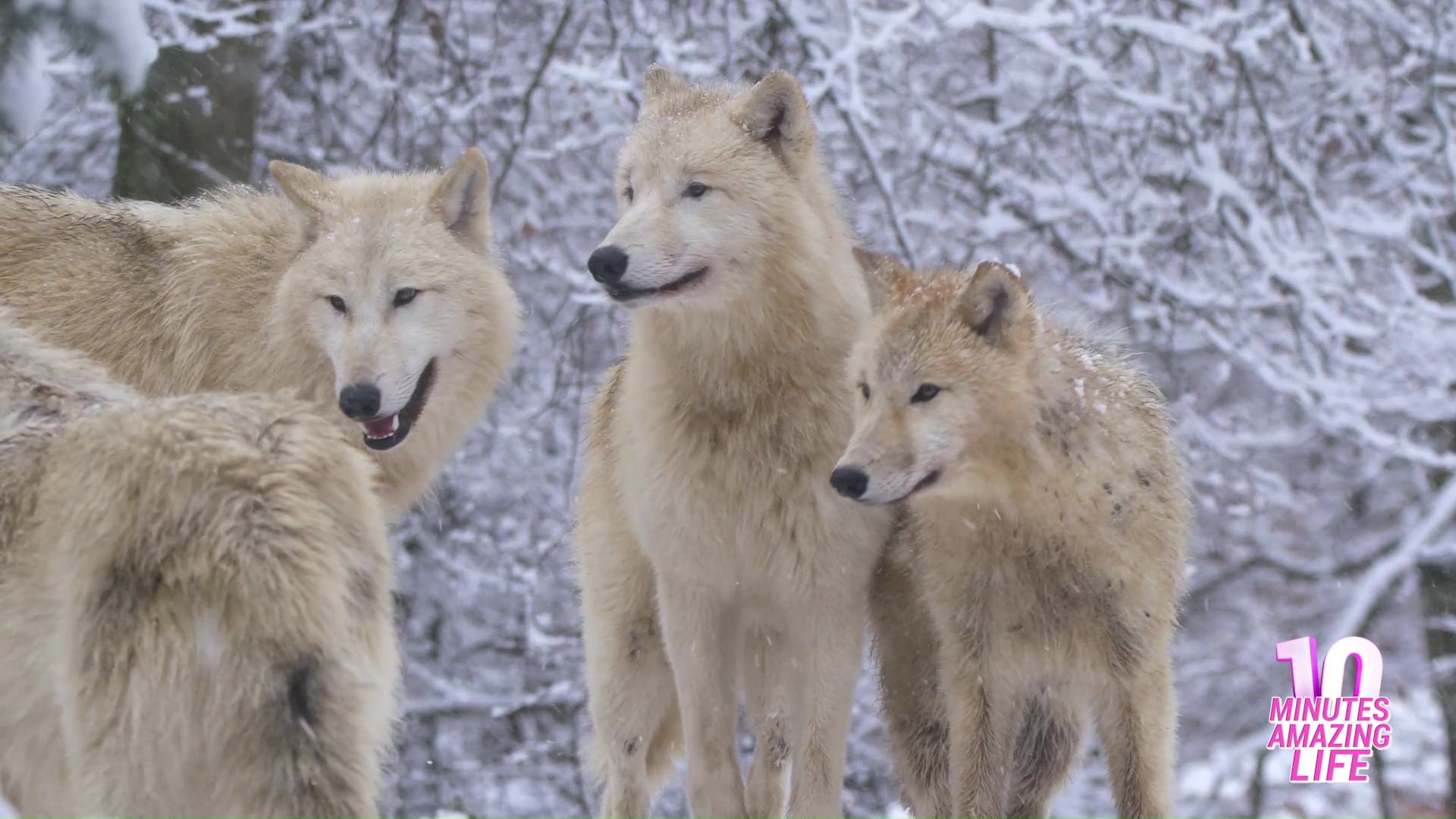 These wolves stay close while scanning their surroundings