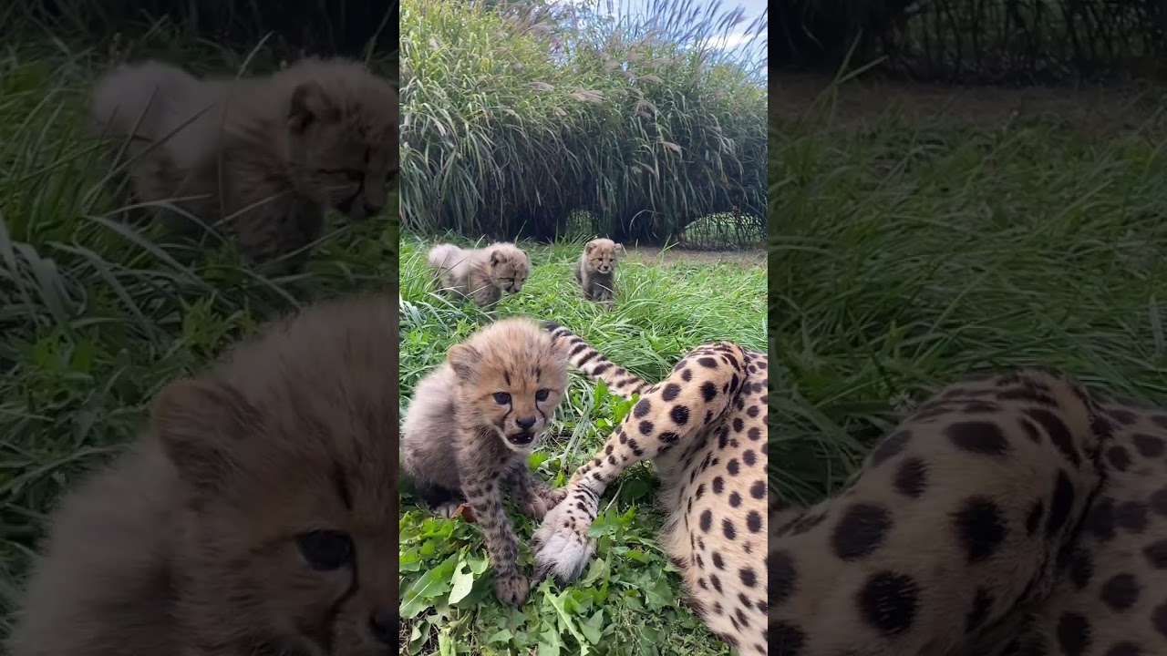 Meet playful cheetah babies in the great wild forest