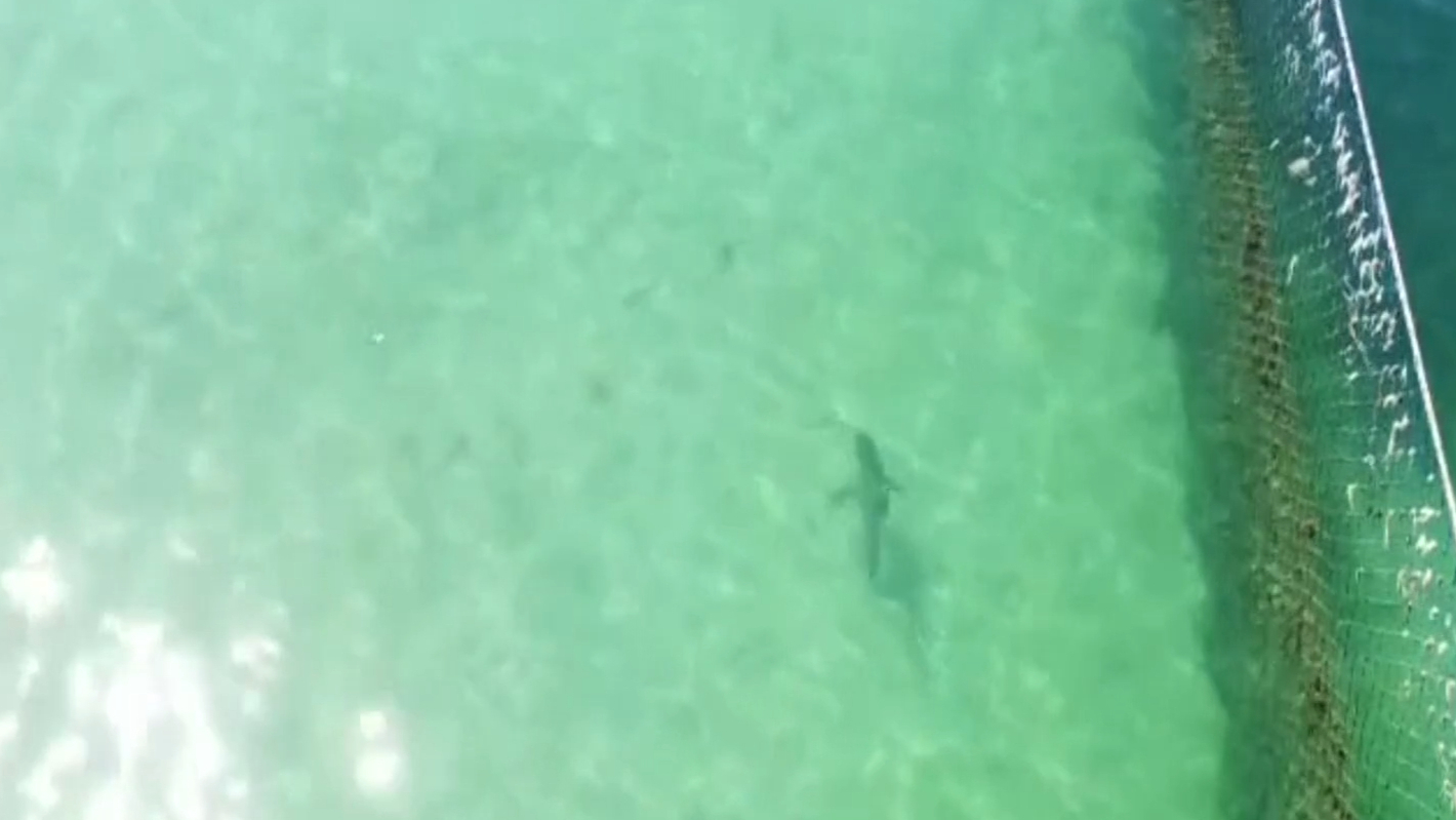 Shark spotted swimming inside ocean pool at popular Sydney beach