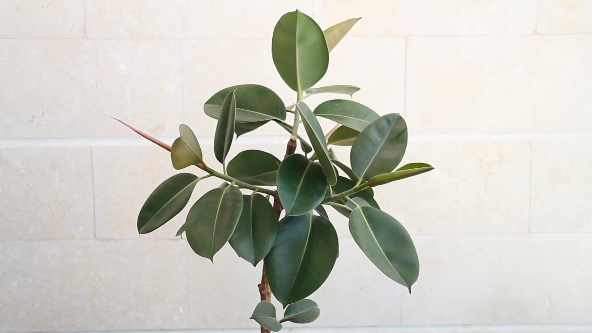 How to make your rubber plant bushy