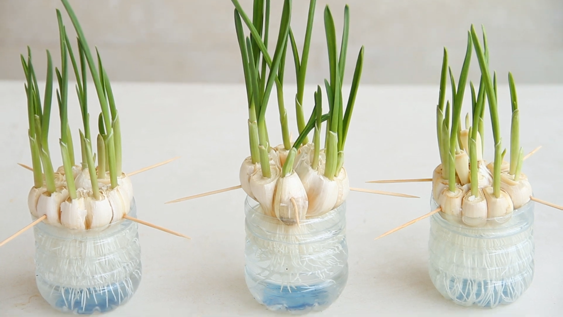 How to grow garlic from cloves step-by-step