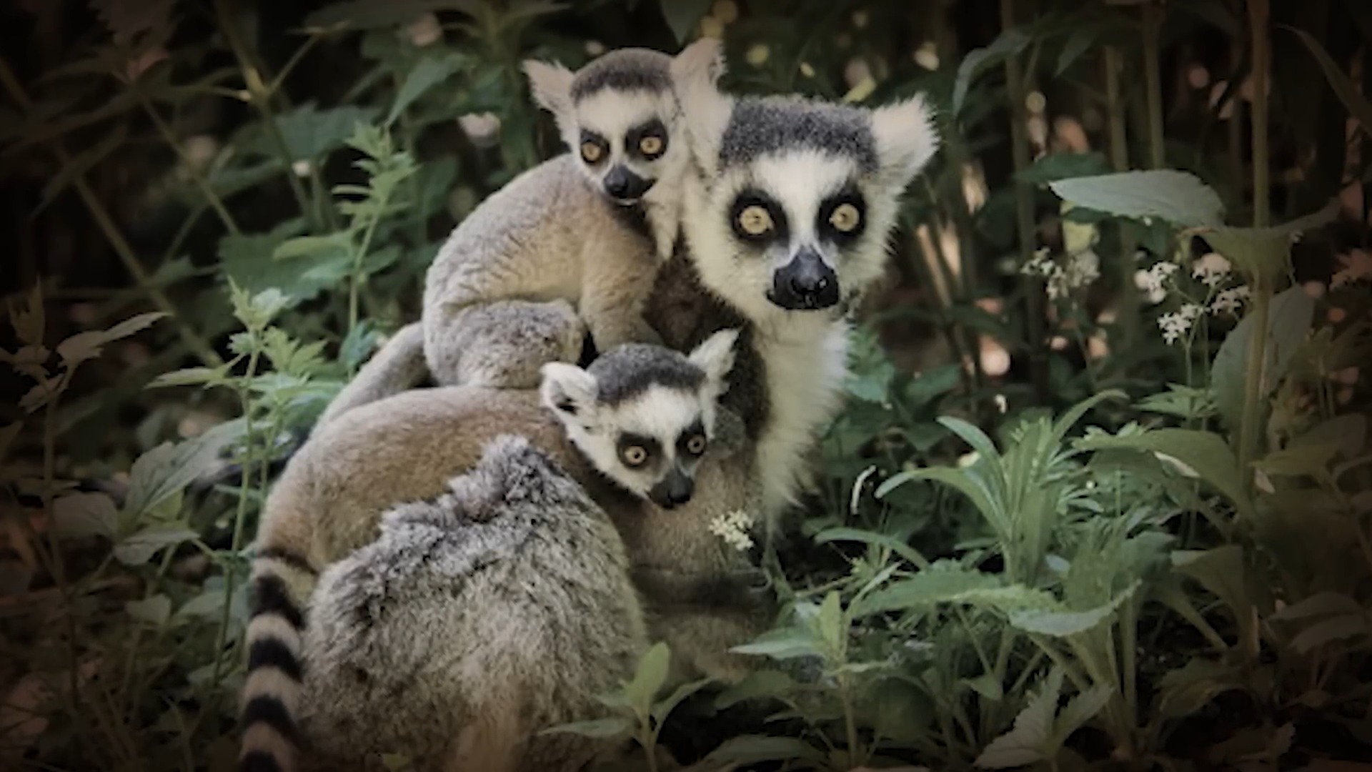 A Madagascar cave hid giant lemur bones - but not the whole story