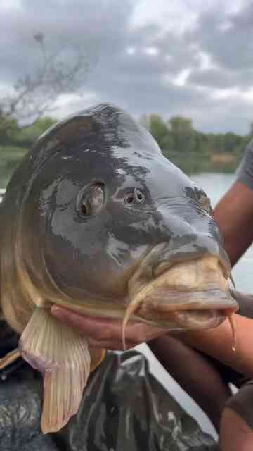 Best carp fishing clips | Epic catches and techniques