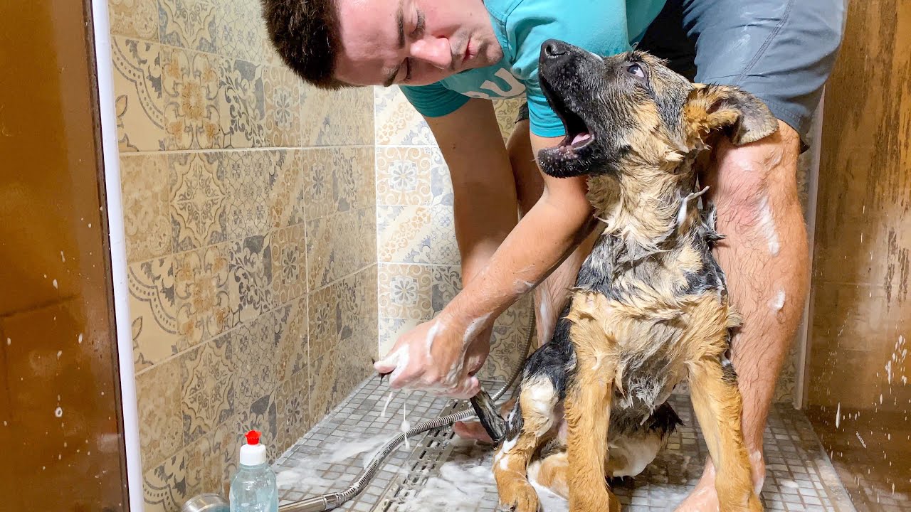 German shepherd puppy strongly disagrees with bath