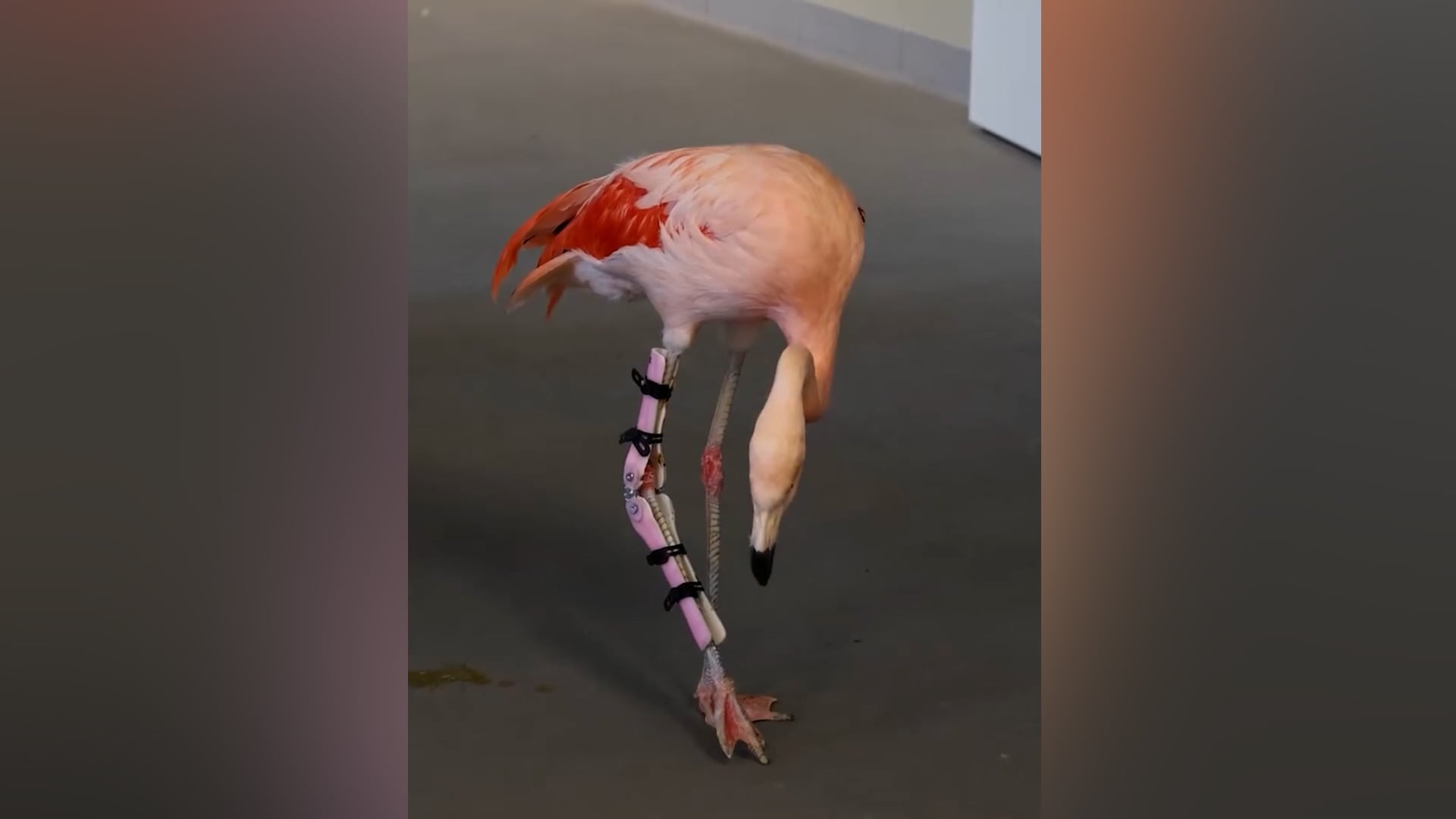 Special braces fitted on injured Chilean flamingos at Nashville Zoo
