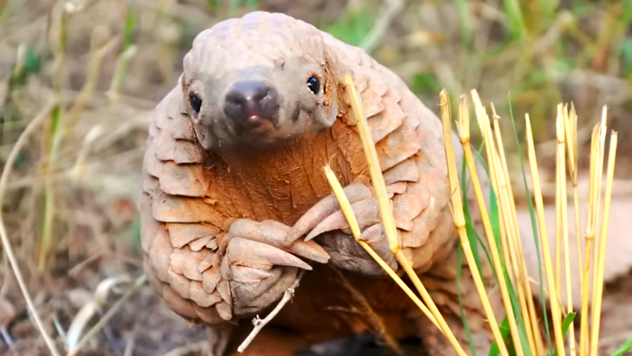This creature looks like a dragon - but it walks among us