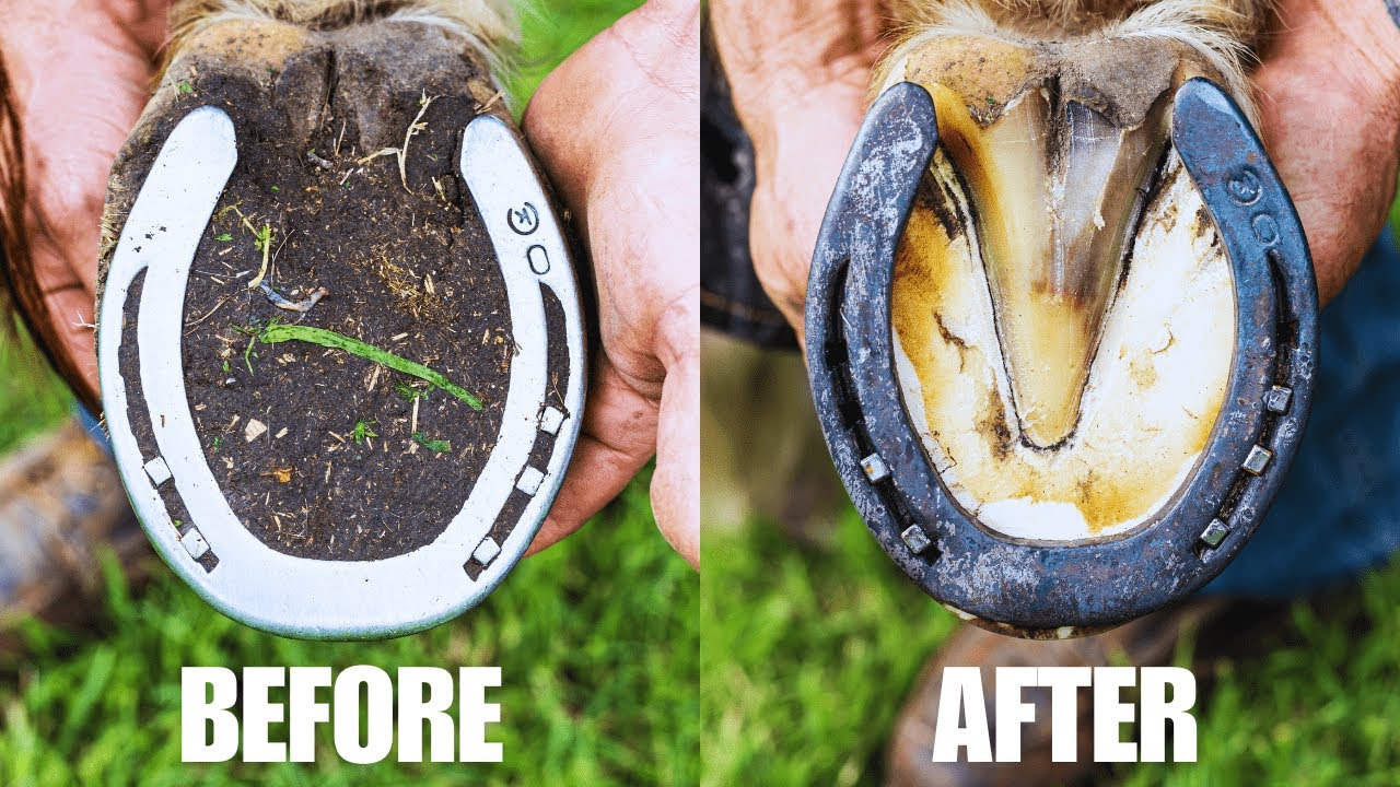 Mesmerizing horse hoof restoration farrier ASMR that will relax you