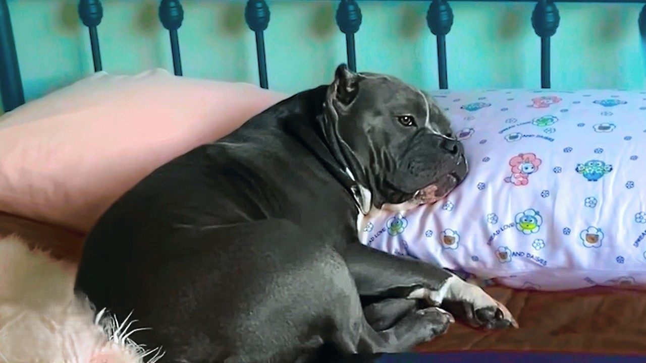 This dog was too shy to make friends - then she met her soulmate